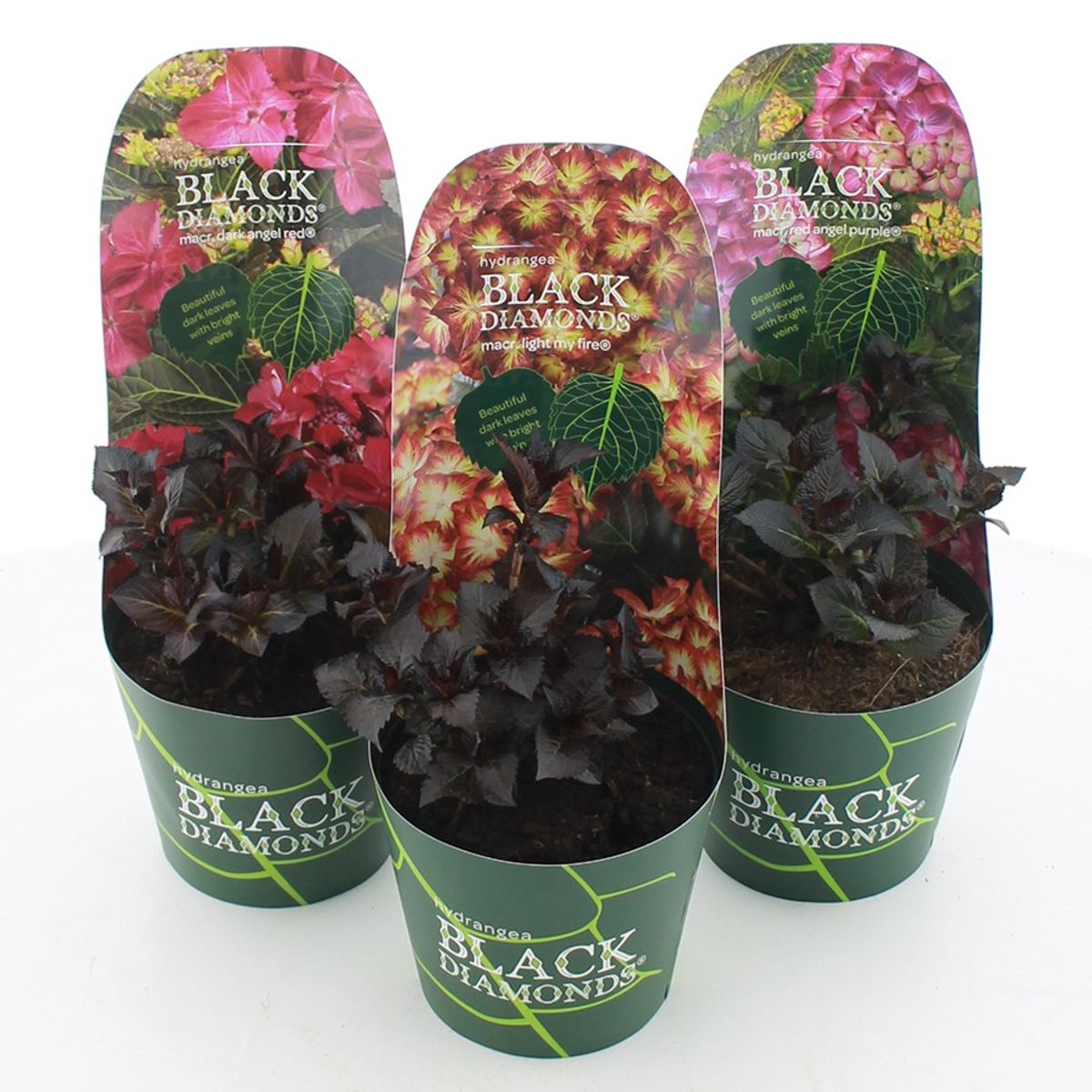 Hydrangea macrophylla BLACK DIAMONDS MIX — Plant Wholesale FlorAccess