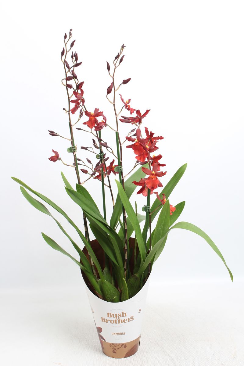 x Vuylstekeara Cambria 'Plush' — Mayorista de plantas FlorAccess