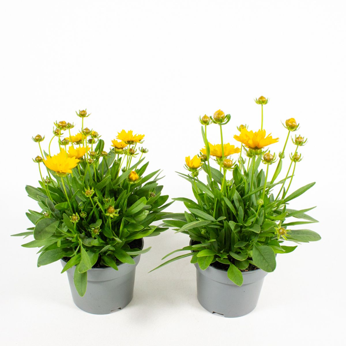 Coreopsis grandiflora SOLANNA GOLDEN SPHERE — Plant Wholesale FlorAccess
