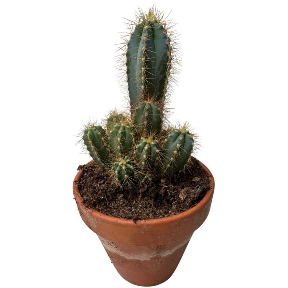 Pilosocereus azureus — Рослини оптом FlorAccess