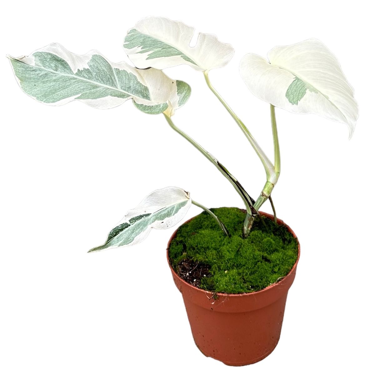 Monstera 'White Ghost' — Plant Wholesale FlorAccess