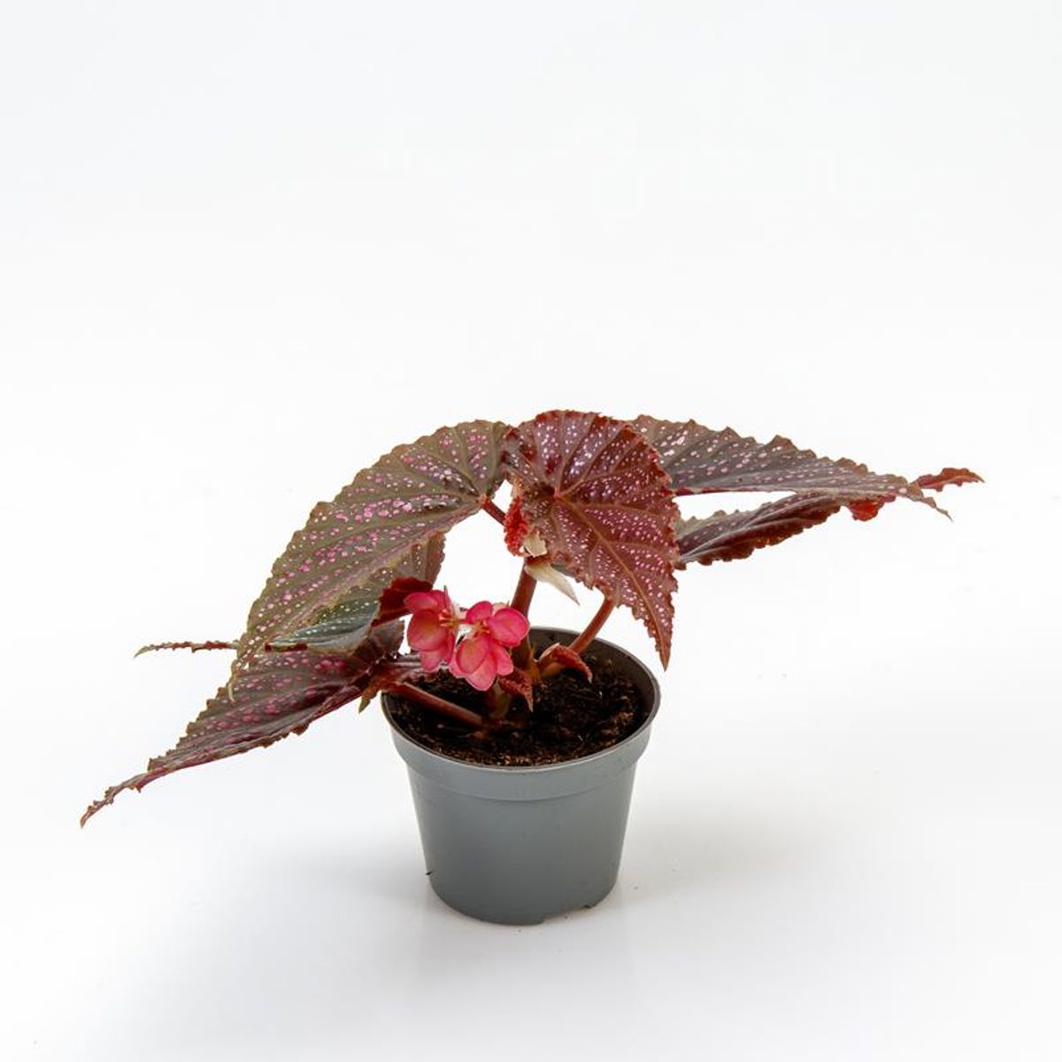 Begonia maculata — Plant Wholesale FlorAccess
