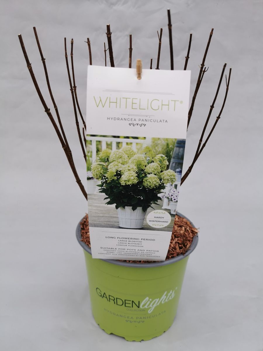 Hydrangea paniculata GARDENLIGHTS WHITELIGHT — Plant Wholesale FlorAccess