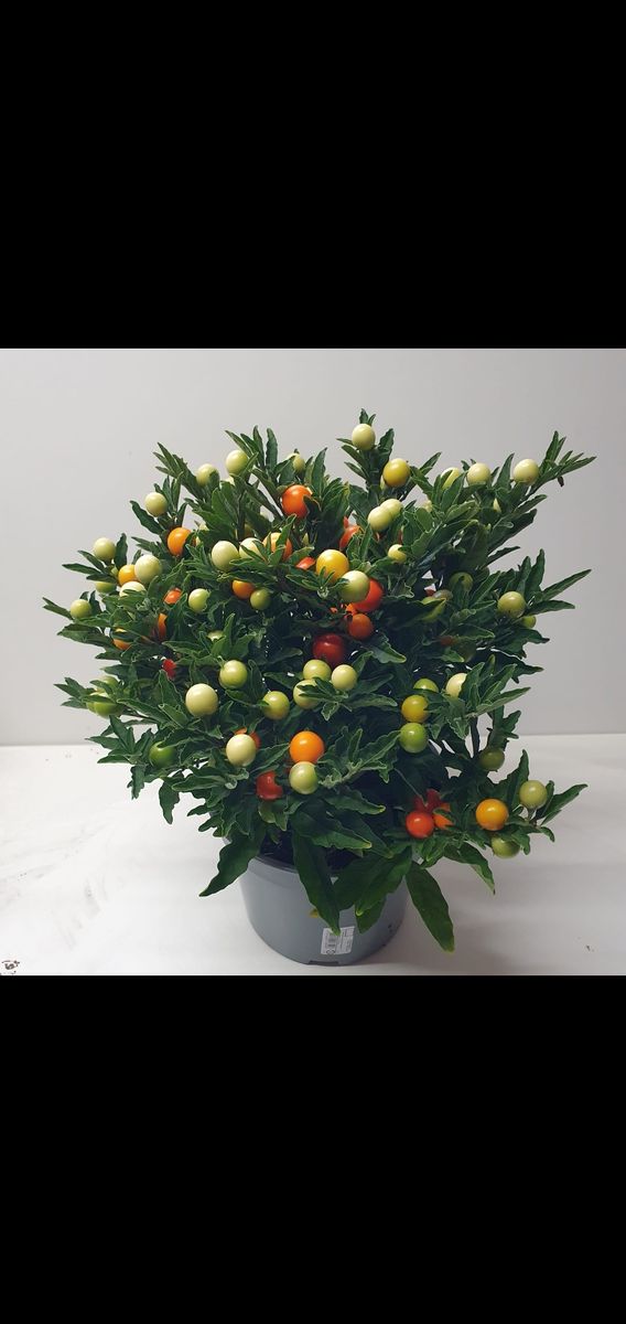 Solanum pseudocapsicum 'Jupiter' — Plant Wholesale FlorAccess