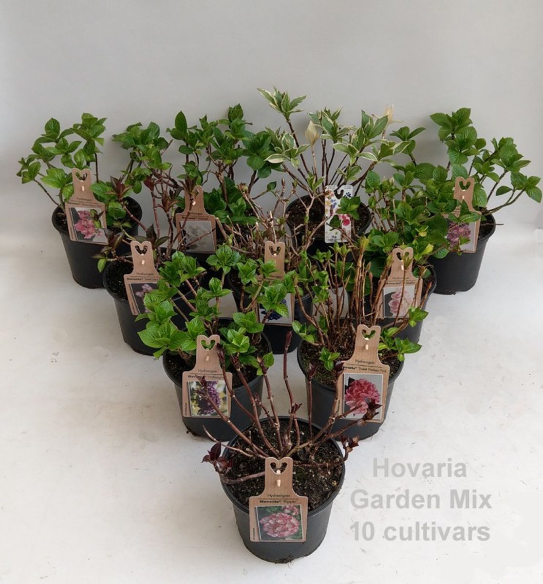Hydrangea macrophylla HOVARIA MIX — Plant Wholesale FlorAccess