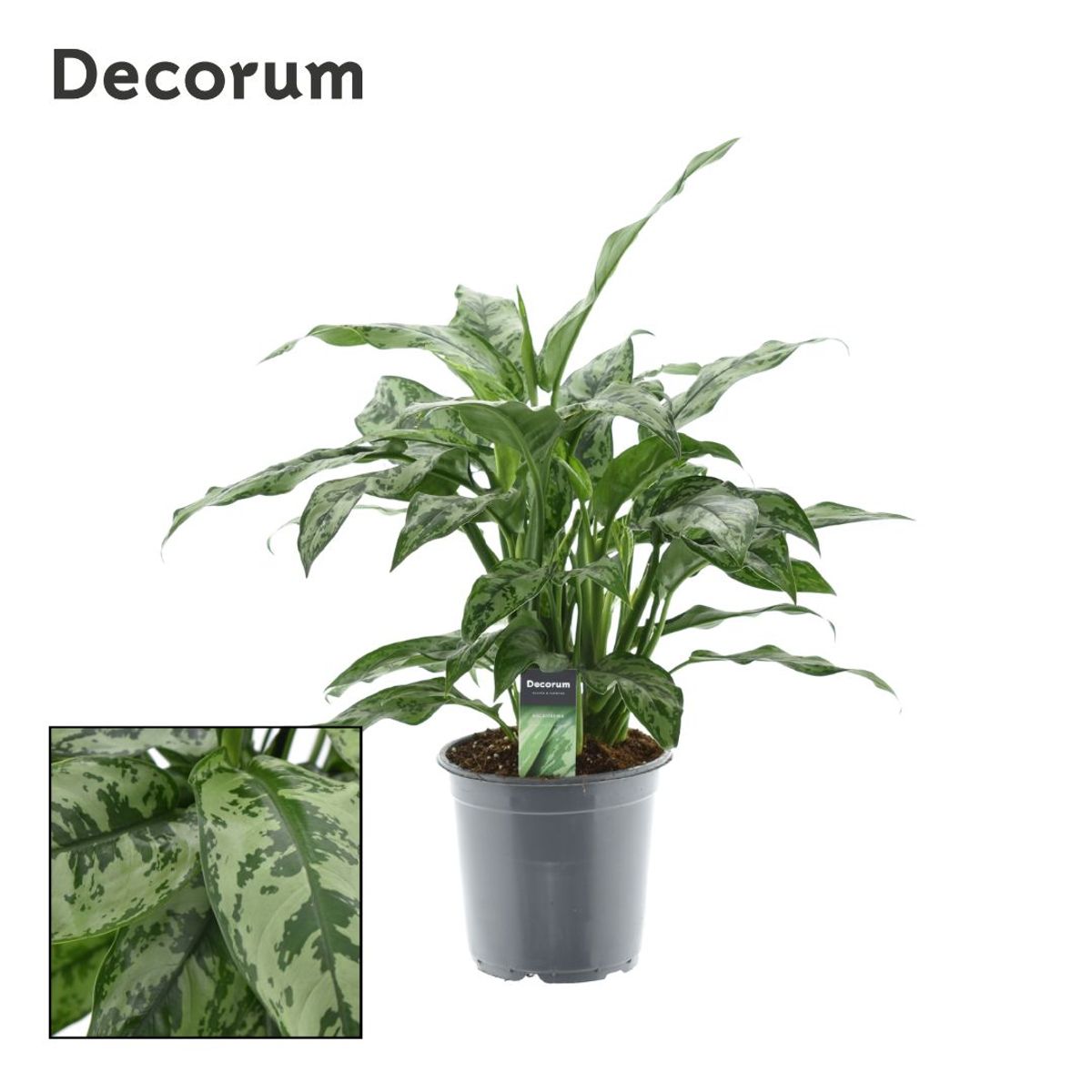 Aglaonema 'Romeo' — Plant Wholesale FlorAccess