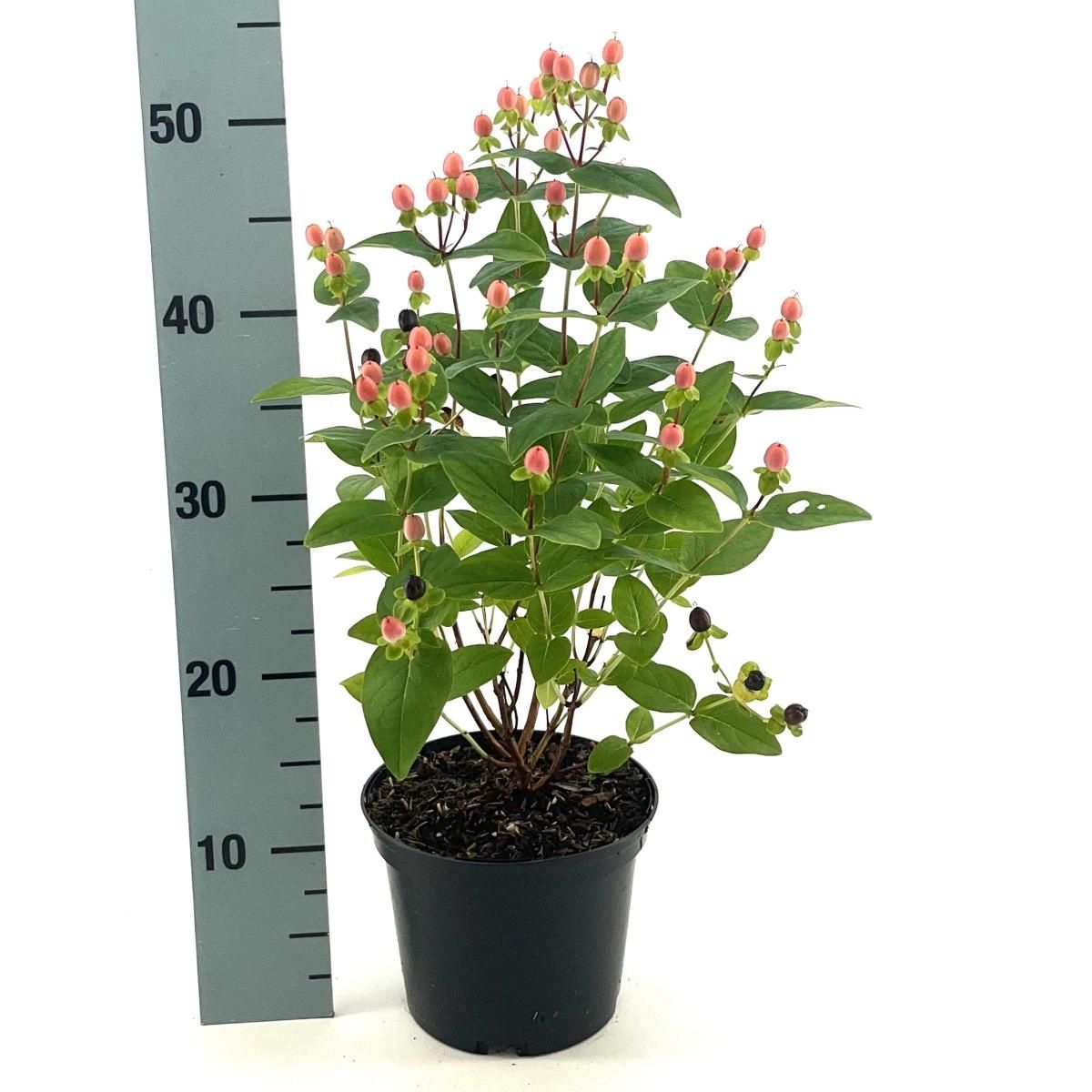 Hypericum MIRACLE BLOSSOM — Plant Wholesale FlorAccess