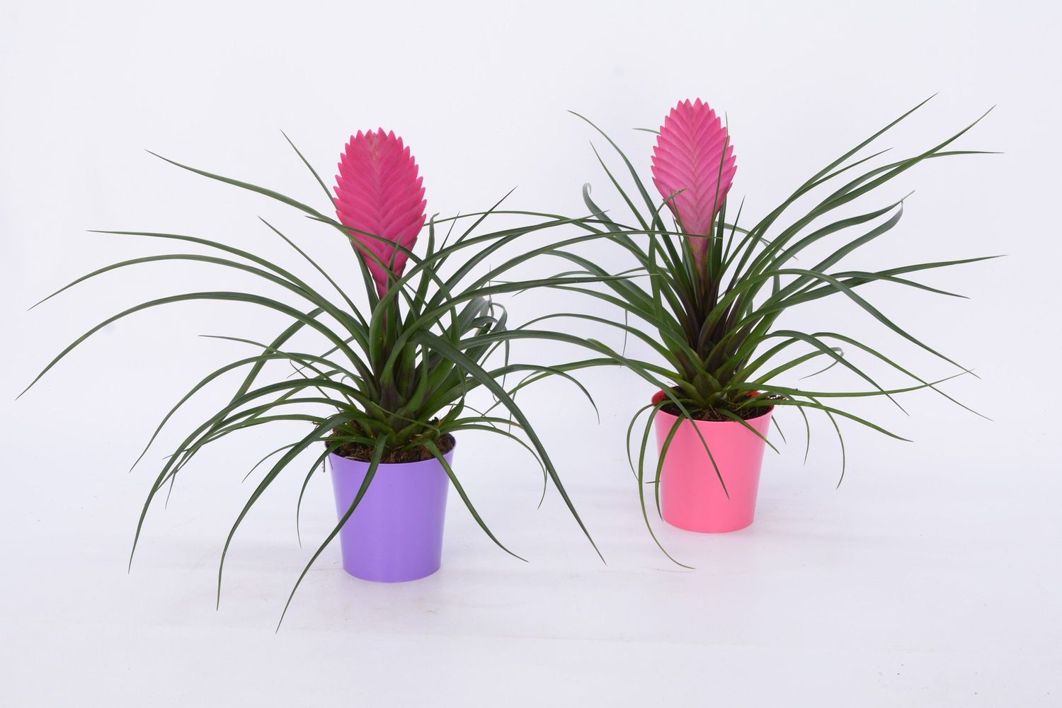 Tillandsia cyanea 'Anita' — Plant Wholesale FlorAccess