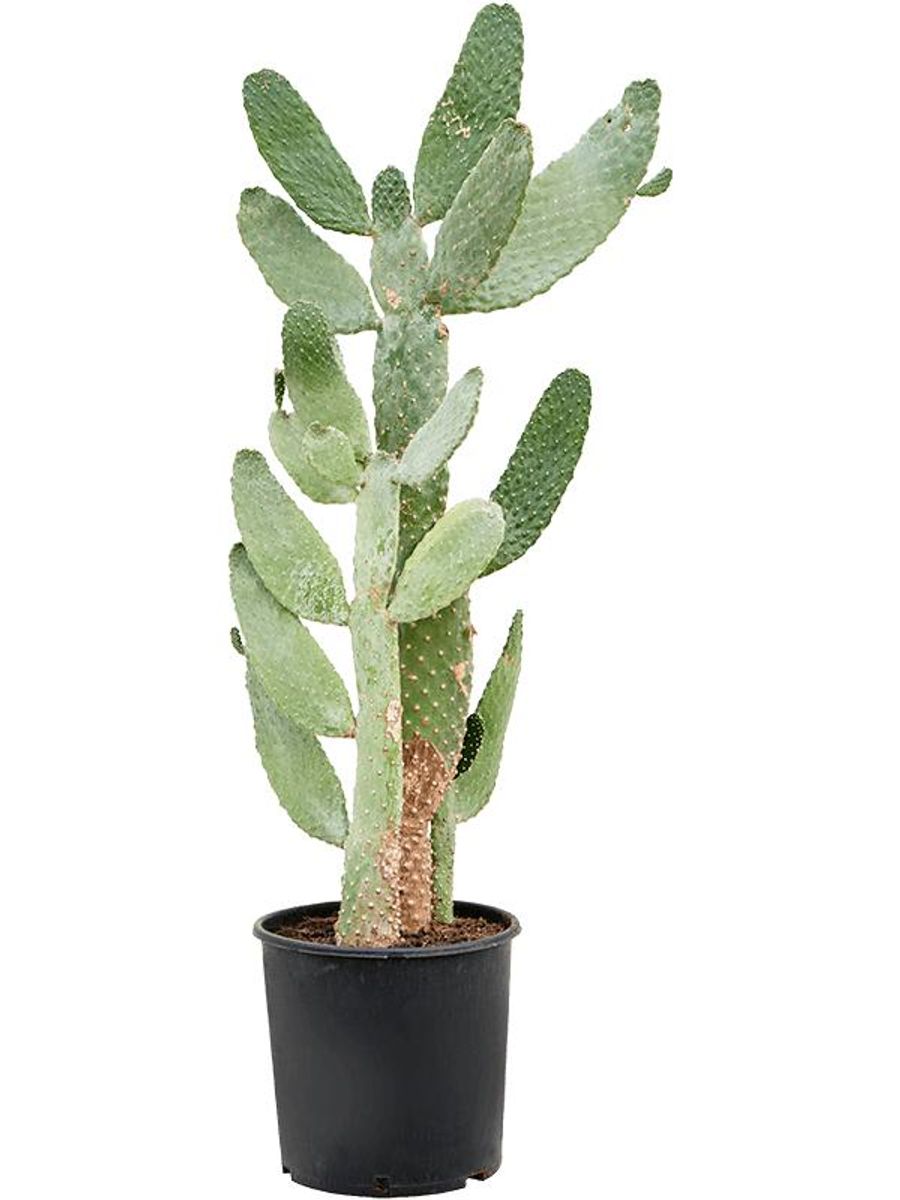 Opuntia consolea — Plant Wholesale FlorAccess