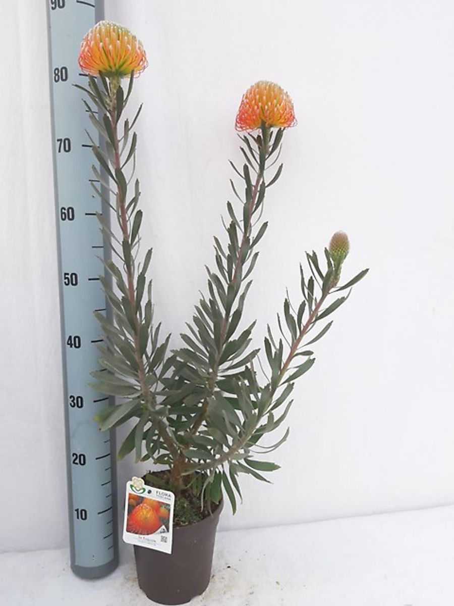 Leucospermum reflexum 'So Exquisite' — Plant Wholesale FlorAccess