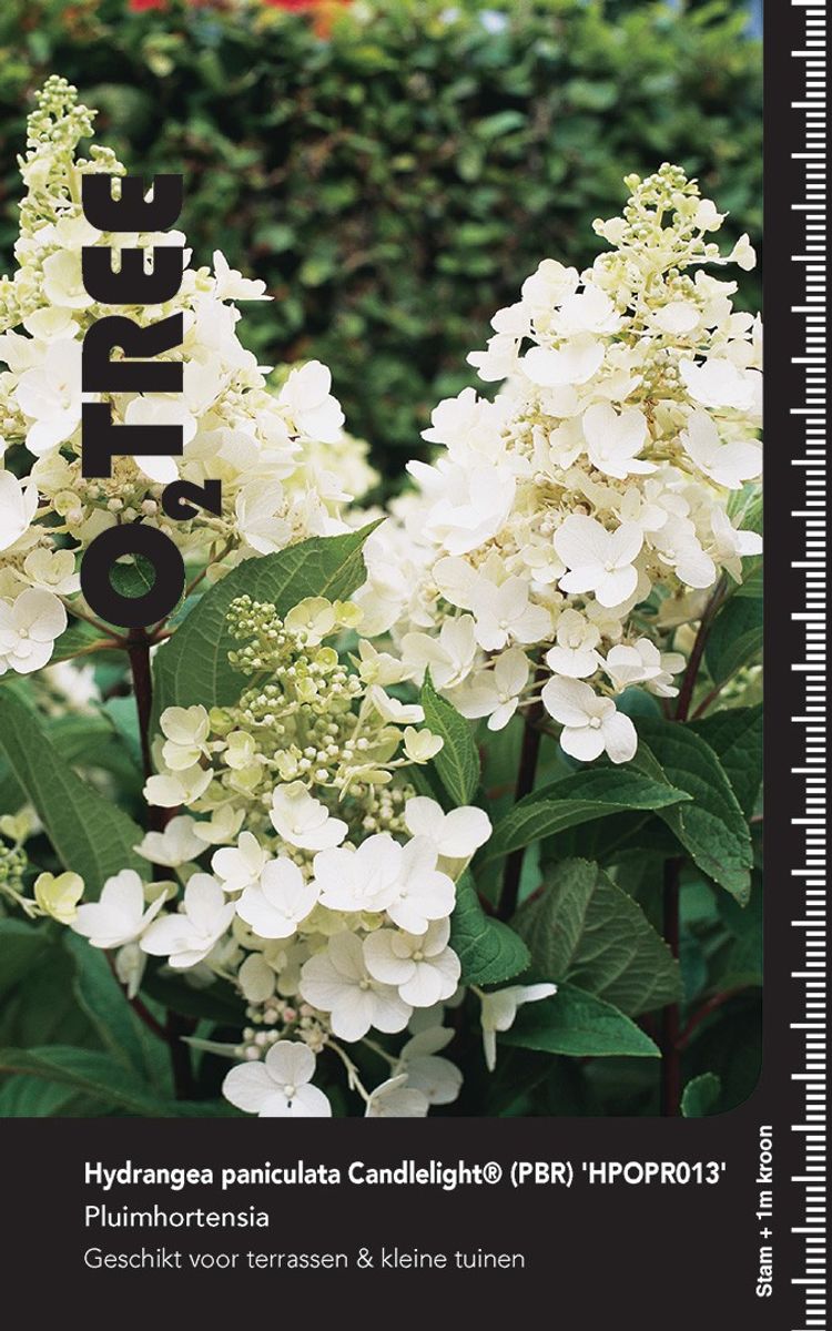 Hydrangea paniculata CANDLELIGHT — Plant Wholesale FlorAccess