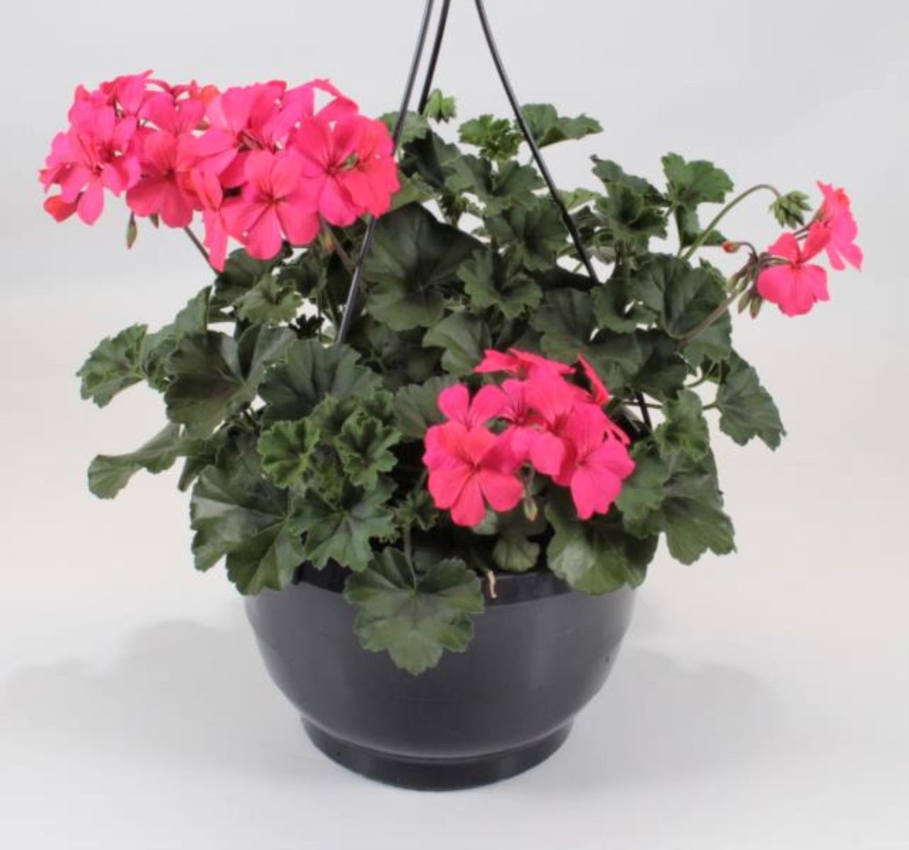 Pelargonium CALLIOPE MIX — Plant Wholesale FlorAccess