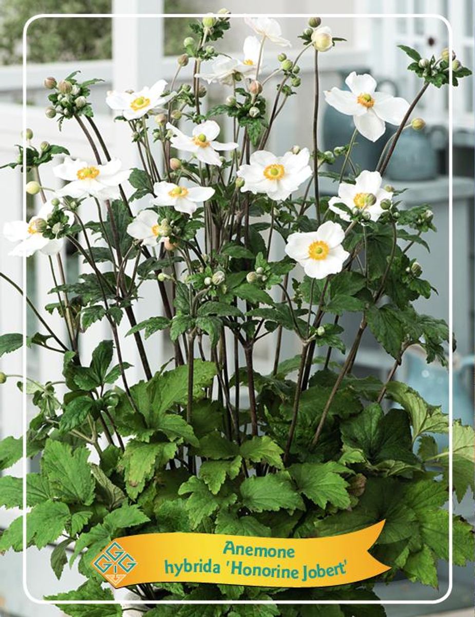 Anemone x hybrida 'Honorine Jobert' — Plant Wholesale FlorAccess