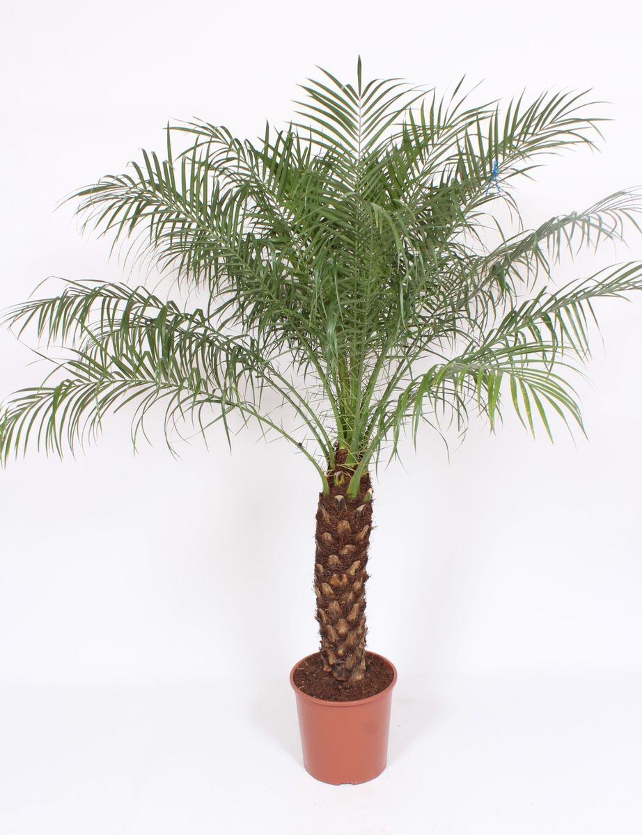 Phoenix roebelenii — Plant Wholesale FlorAccess