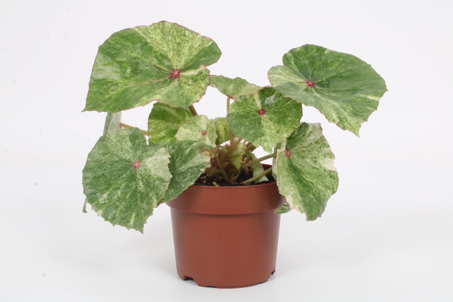 Begonia 'Rouge Variegata' — Plant Wholesale FlorAccess