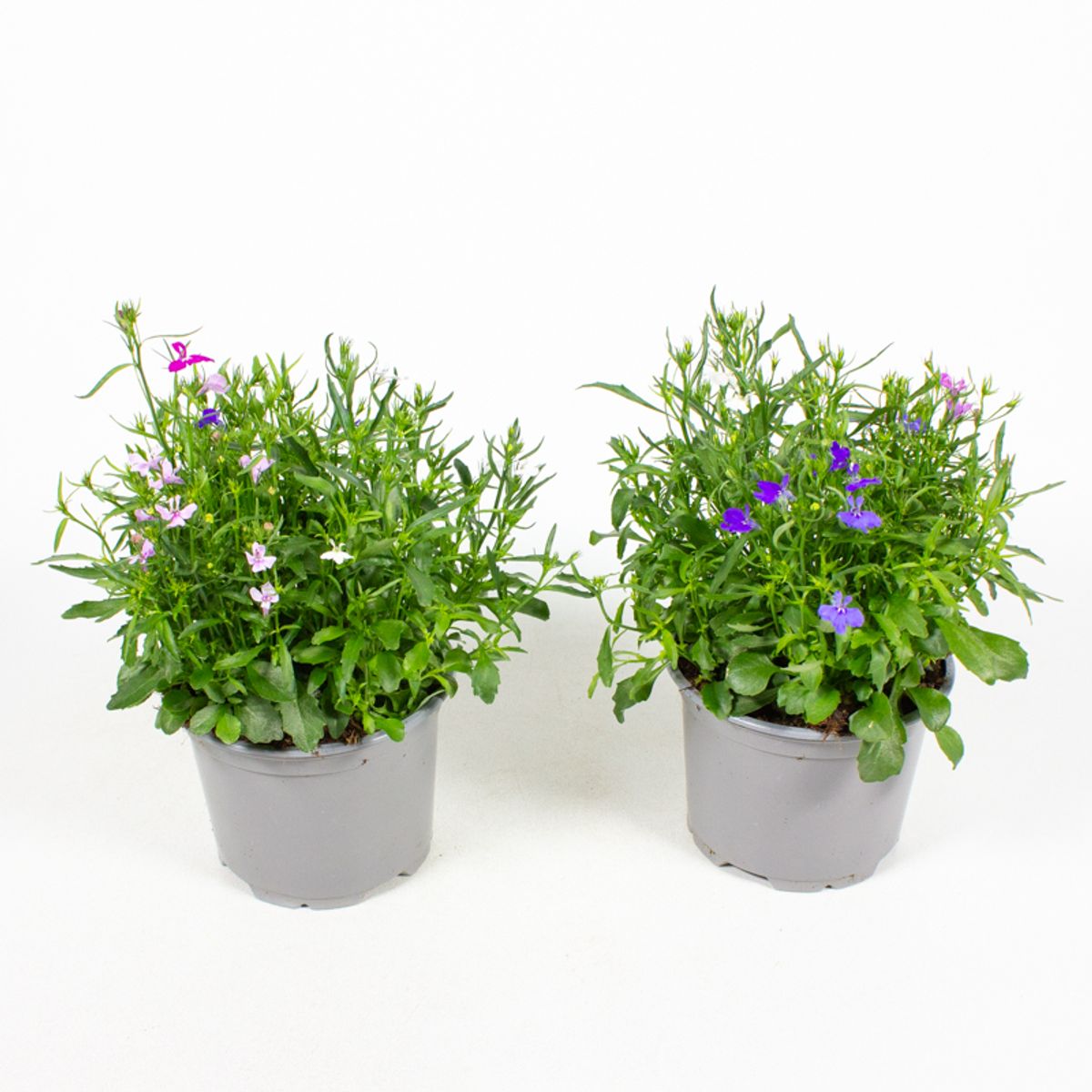 Lobelia MIX IN POT — Plant Wholesale FlorAccess