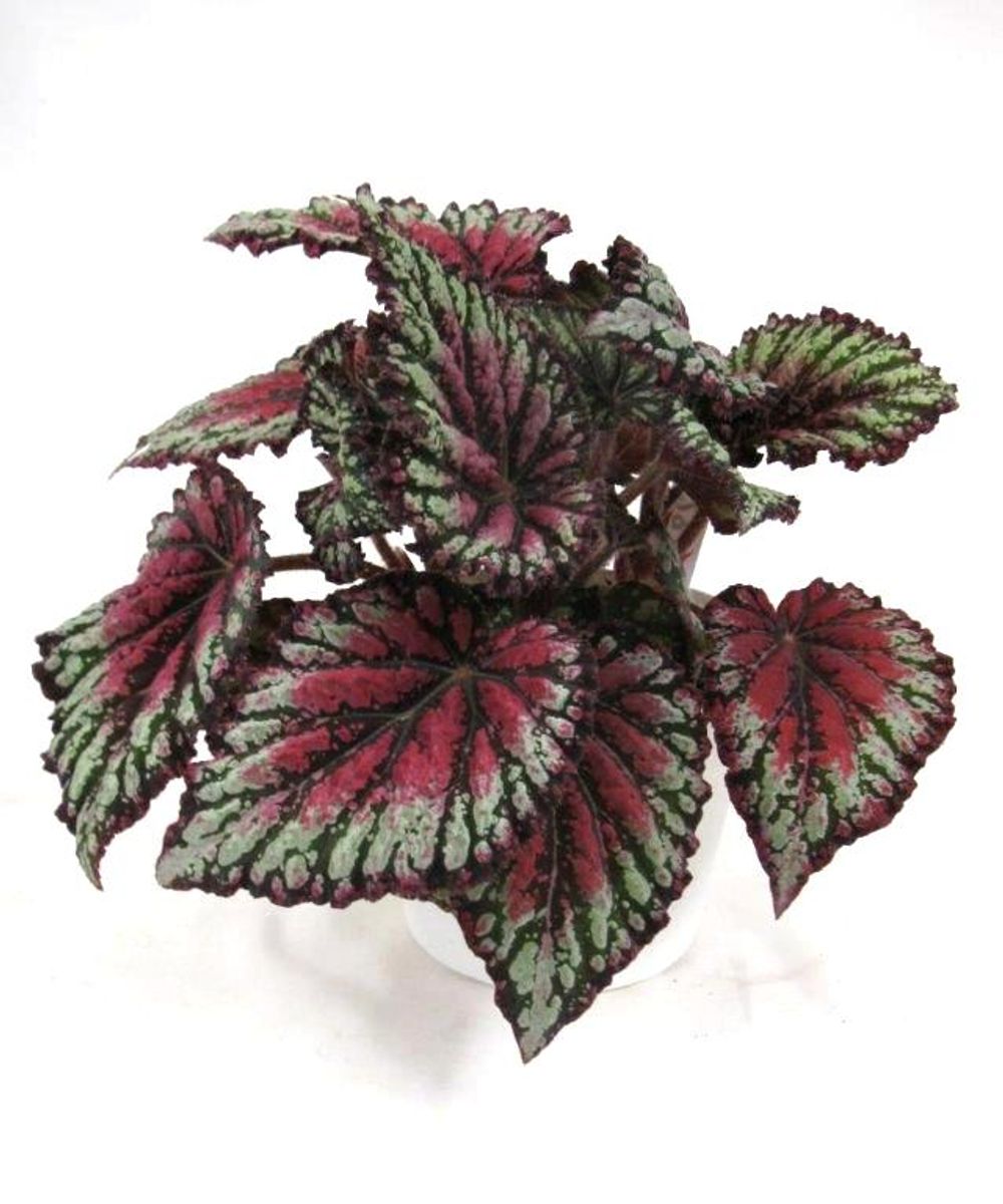 Begonia ROYAL RUBIN — Plant Wholesale FlorAccess