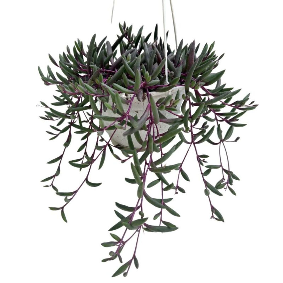 Senecio herreianus 'Purple Flush' — Plant Wholesale FlorAccess