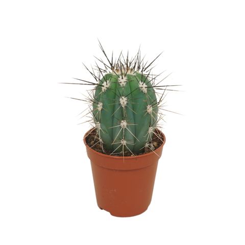 Stetsonia coryne — Plant Wholesale FlorAccess