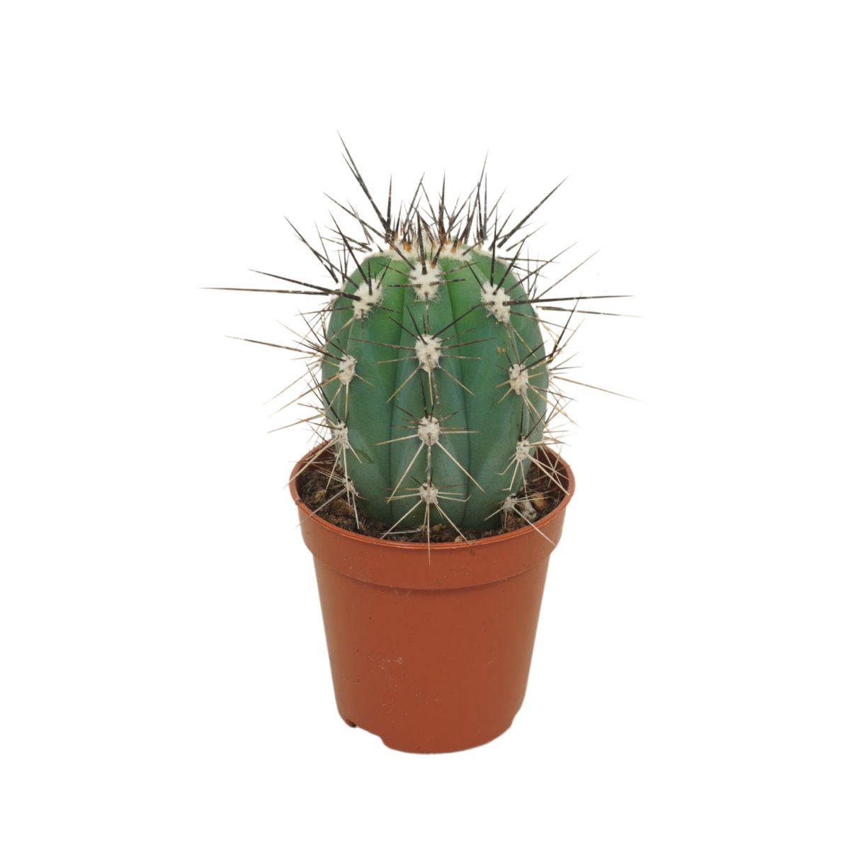 Stetsonia coryne — Plant Wholesale FlorAccess