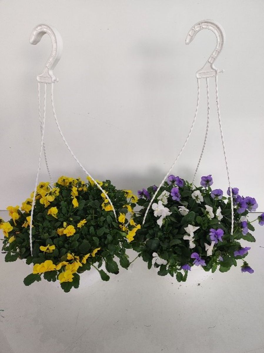 Viola ENDURIO MIX — Plant Wholesale FlorAccess