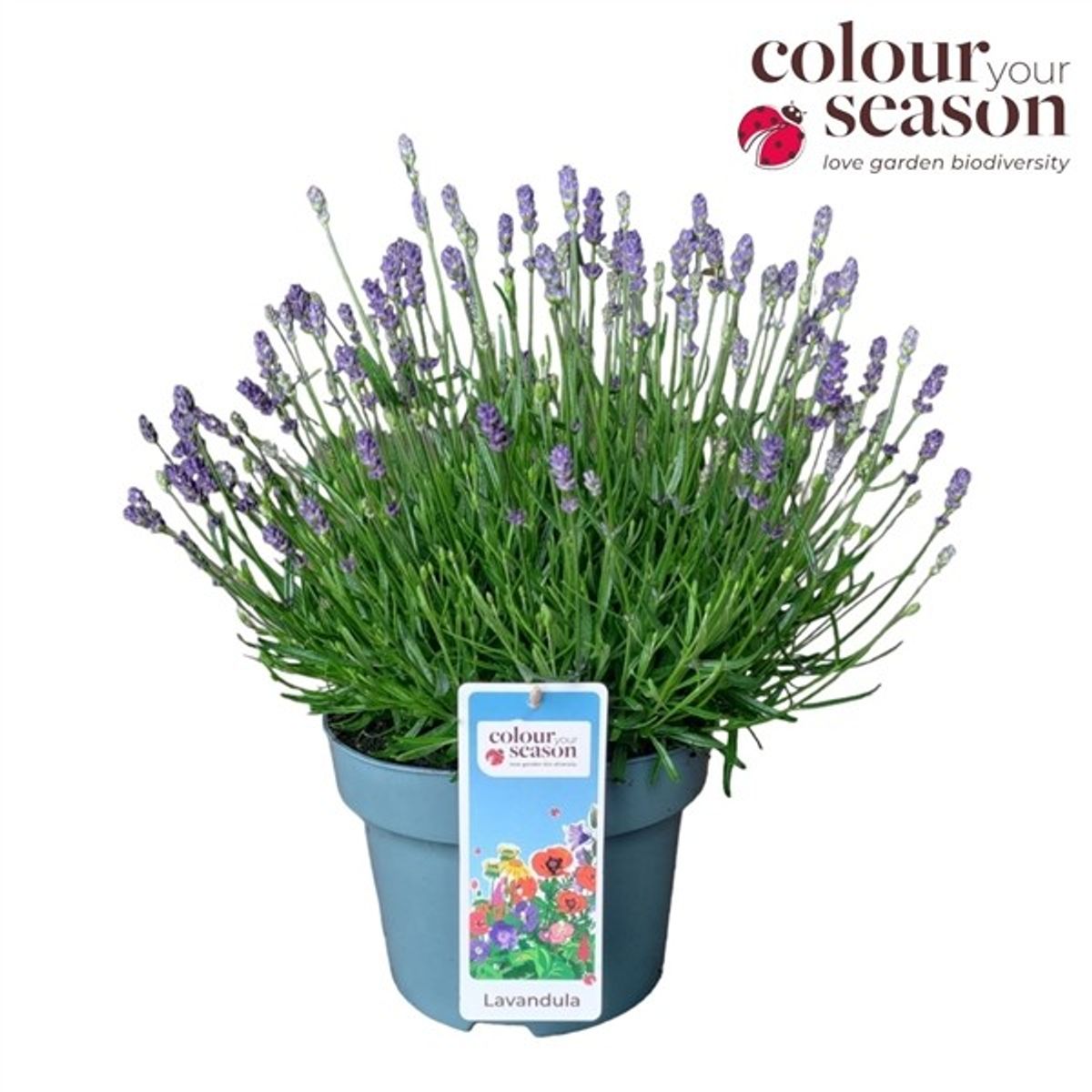 Lavandula angustifolia 'Essence Purple' — Рослини оптом FlorAccess