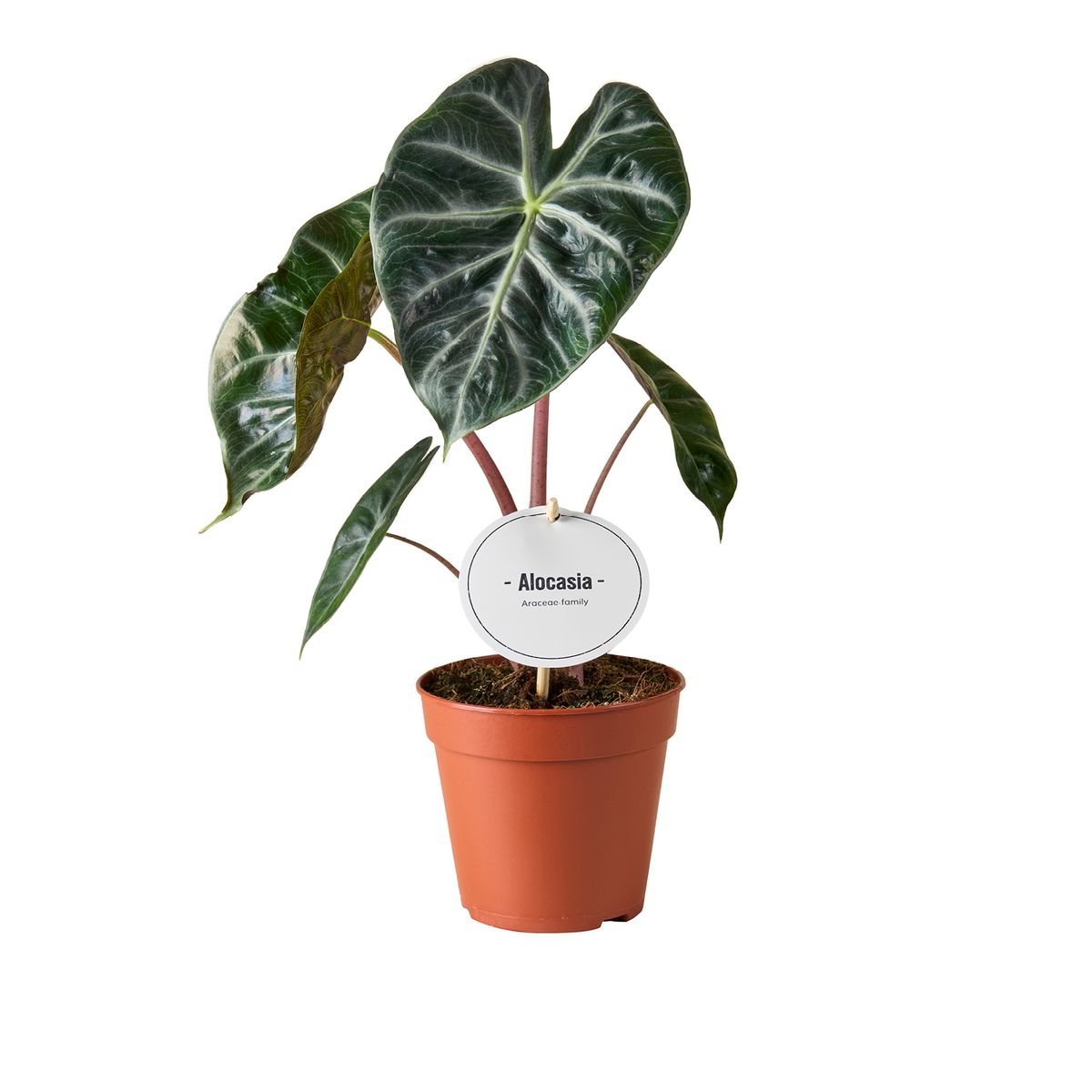 Alocasia 'Pink Dragon' — Plant Wholesale FlorAccess