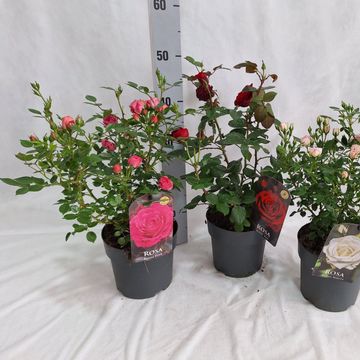 Rosa MIX — Plant Wholesale FlorAccess