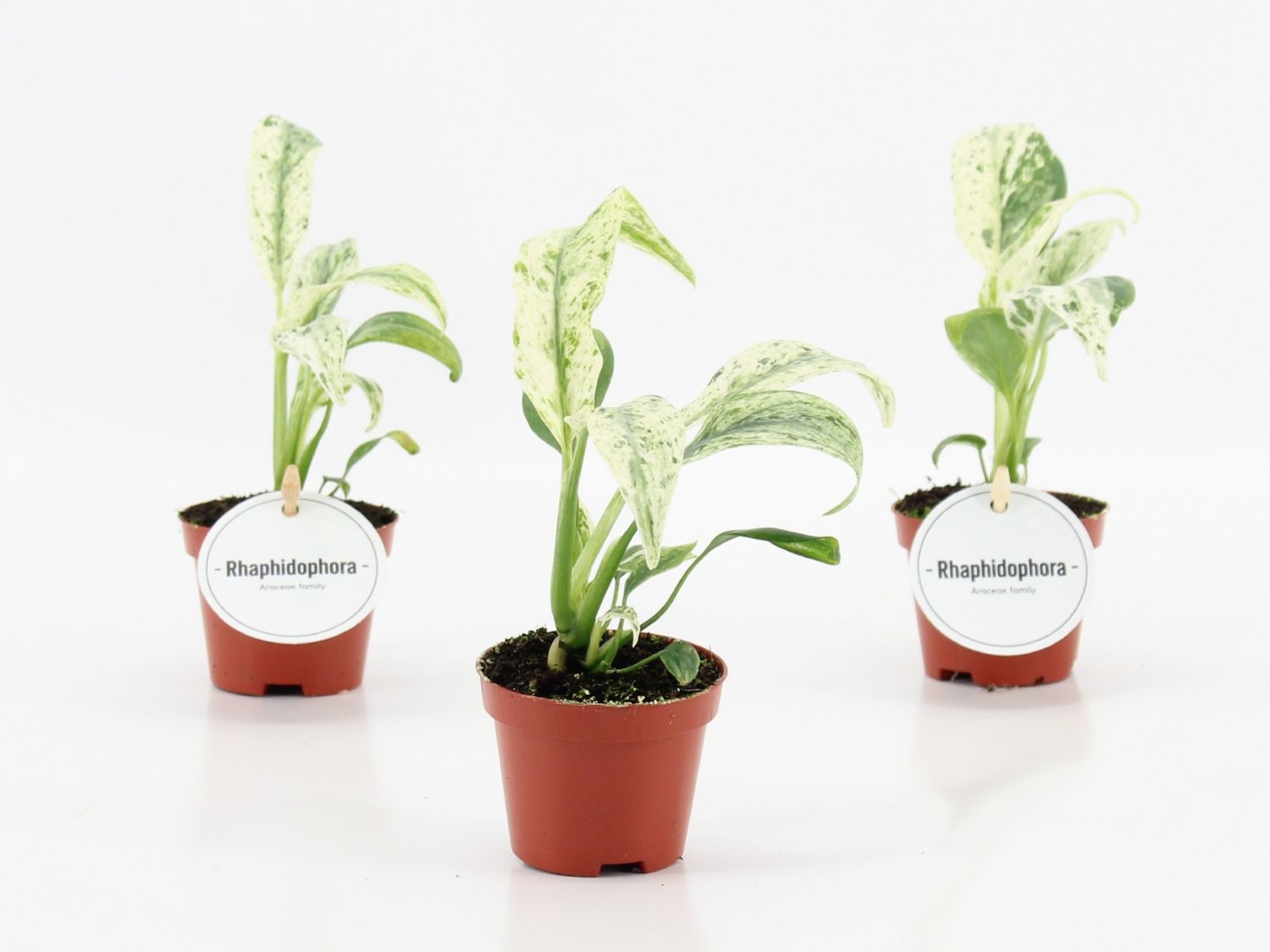 Rhaphidophora puberula 'Variegata' — Plant Wholesale FlorAccess