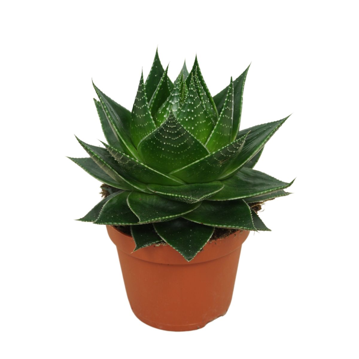 Aloe 'Cosmo' — Mayorista de plantas FlorAccess