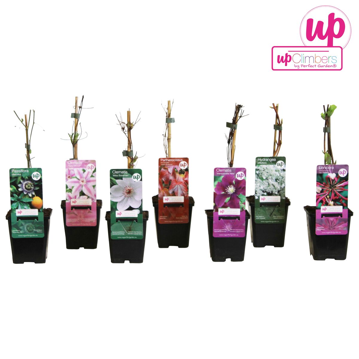 Climbers MIX — Plant Wholesale FlorAccess