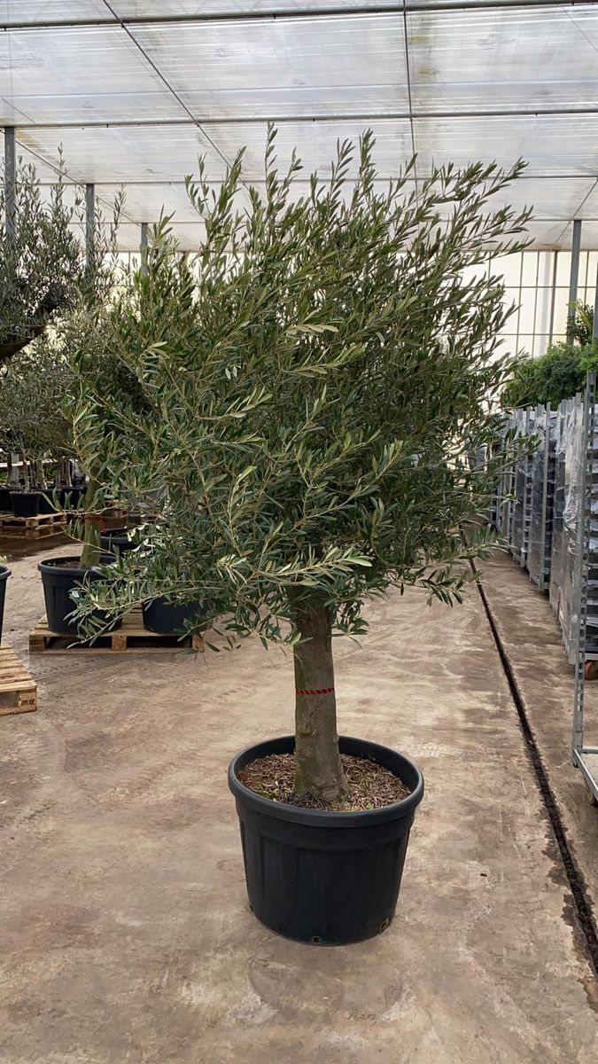 Olea europaea — Plant Wholesale FlorAccess
