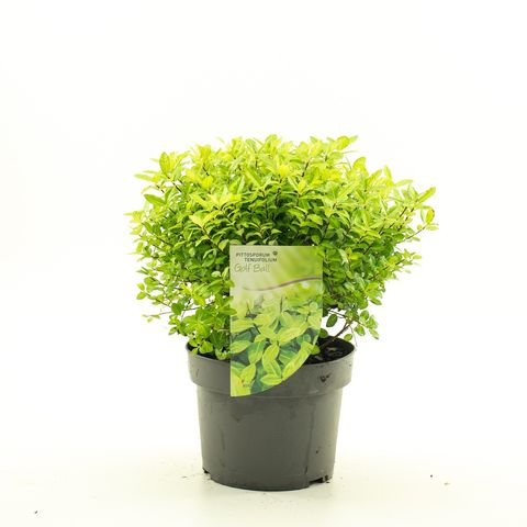 Pittosporum tenuifolium 'Golf Ball' — Plant Wholesale FlorAccess