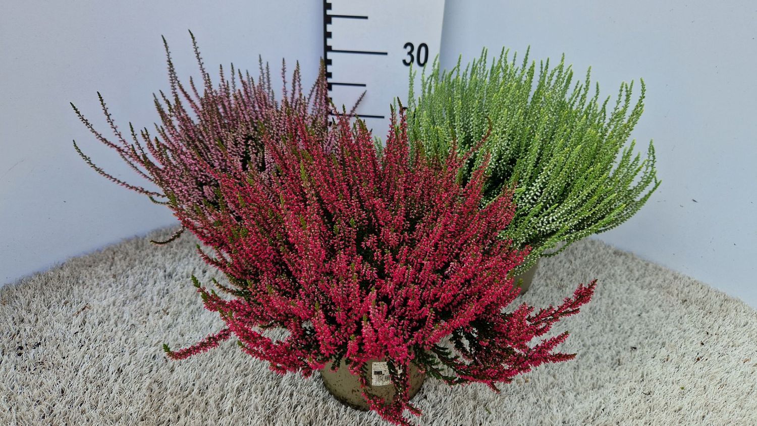 Calluna vulgaris GARDEN GIRLS MIX — Plant Wholesale FlorAccess