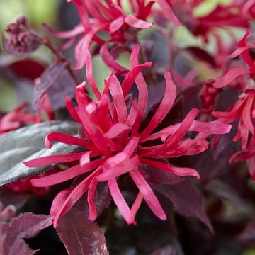 Loropetalum chinense EVER RED — Plant Wholesale FlorAccess