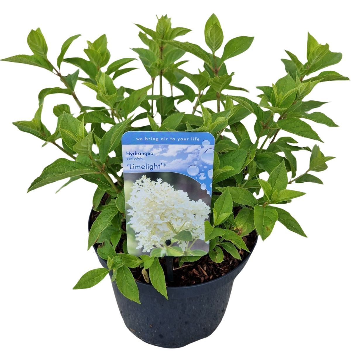 Hydrangea paniculata 'Limelight' — Plant Wholesale FlorAccess