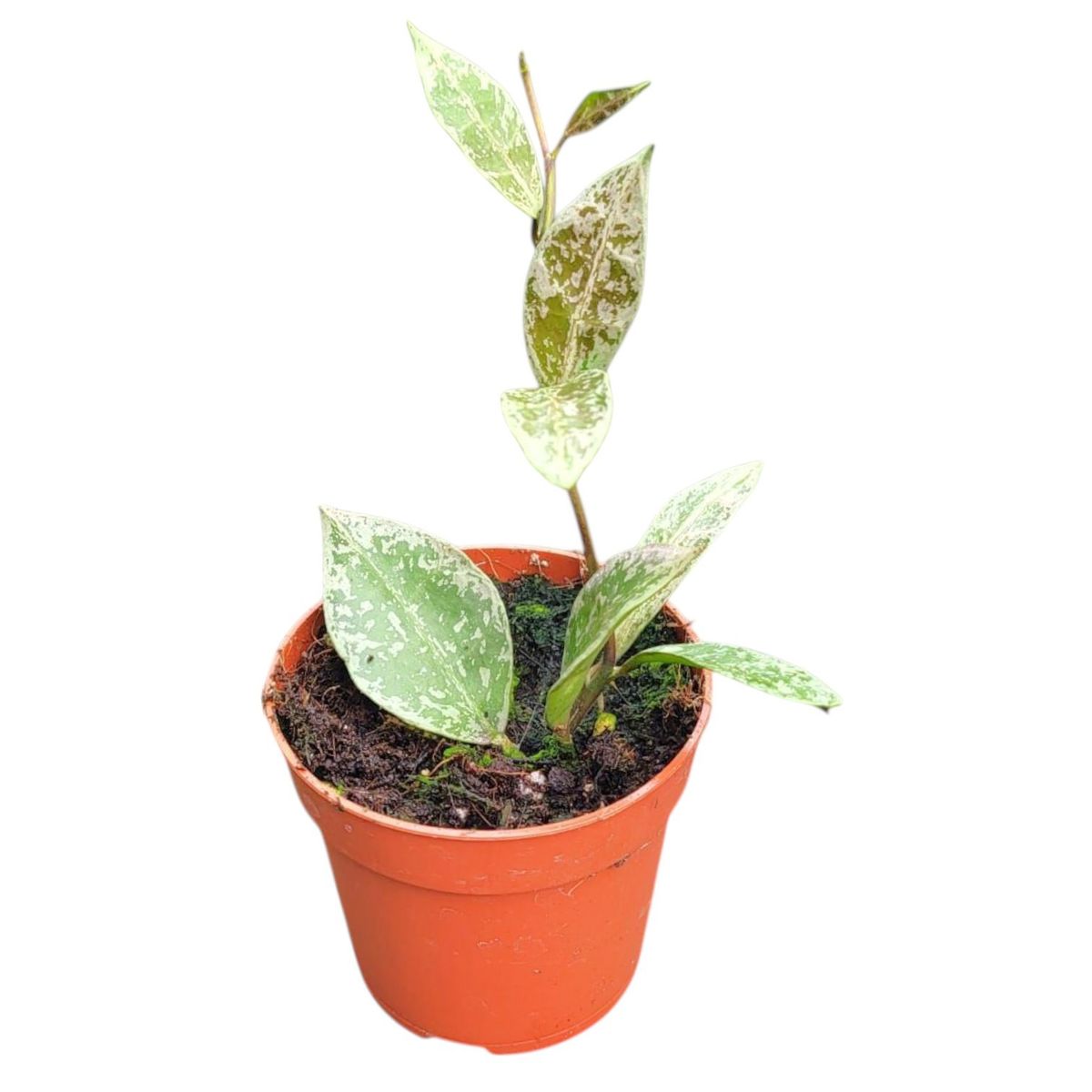 Hoya lacunosa 'Leopard Skin' — Plant Wholesale FlorAccess