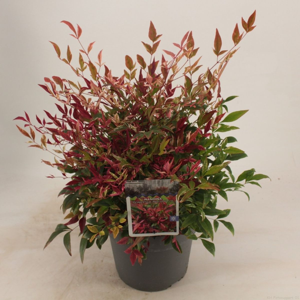 Nandina domestica 'Red Light' — Plant Wholesale FlorAccess