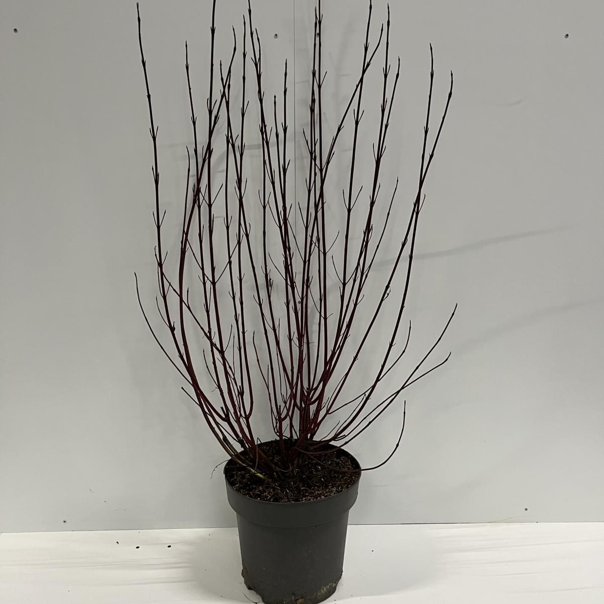 Cornus alba MIRACLE — Plant Wholesale FlorAccess