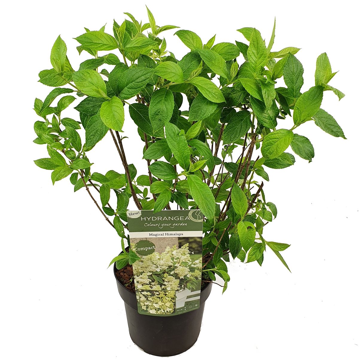 Hydrangea paniculata MAGICAL HIMALAYA — Plant Wholesale FlorAccess
