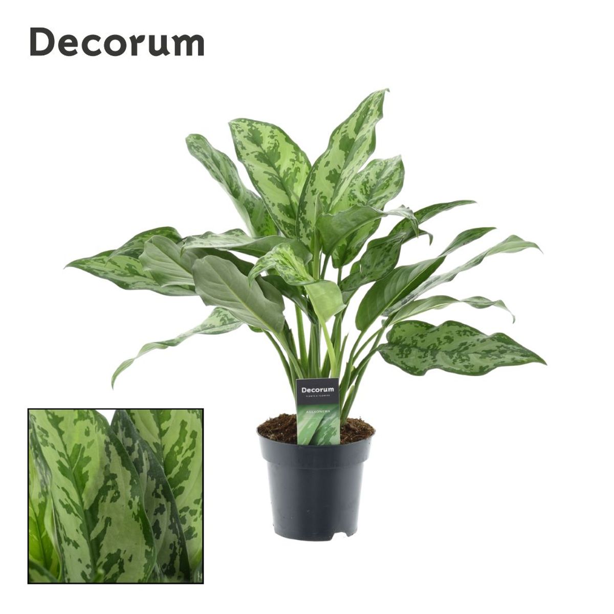 Aglaonema 'Romeo' — Plant Wholesale FlorAccess