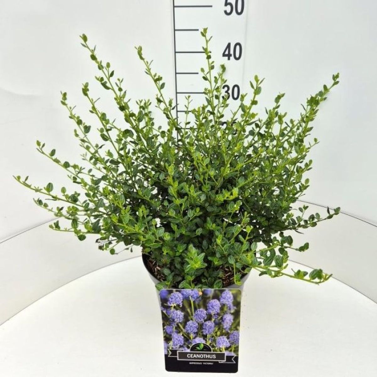Ceanothus impressus 'Victoria' — Plant Wholesale FlorAccess