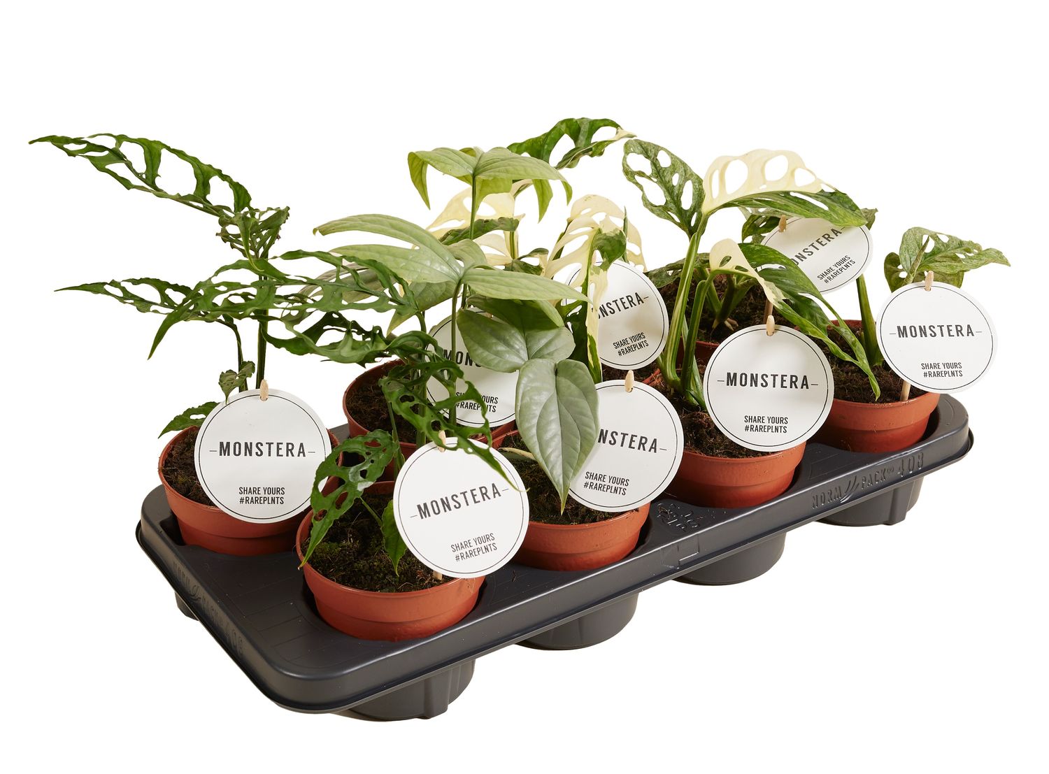 Monstera MIX — Plant Wholesale FlorAccess