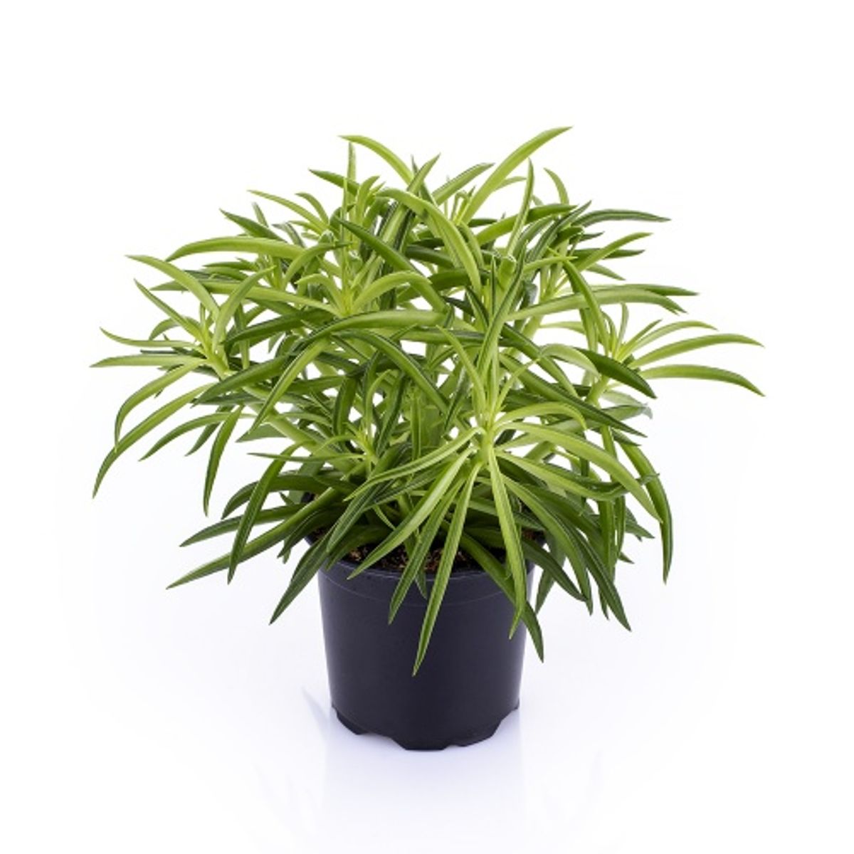 Peperomia ferreyrae 'Nevada' — Plant Wholesale FlorAccess