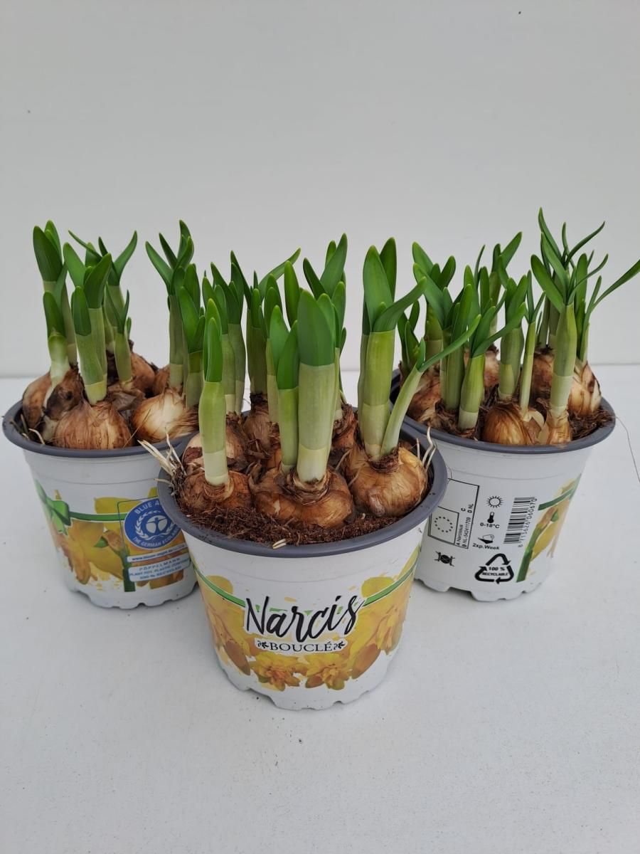 Narcissus 'Tête Bouclé' — Plant Wholesale FlorAccess