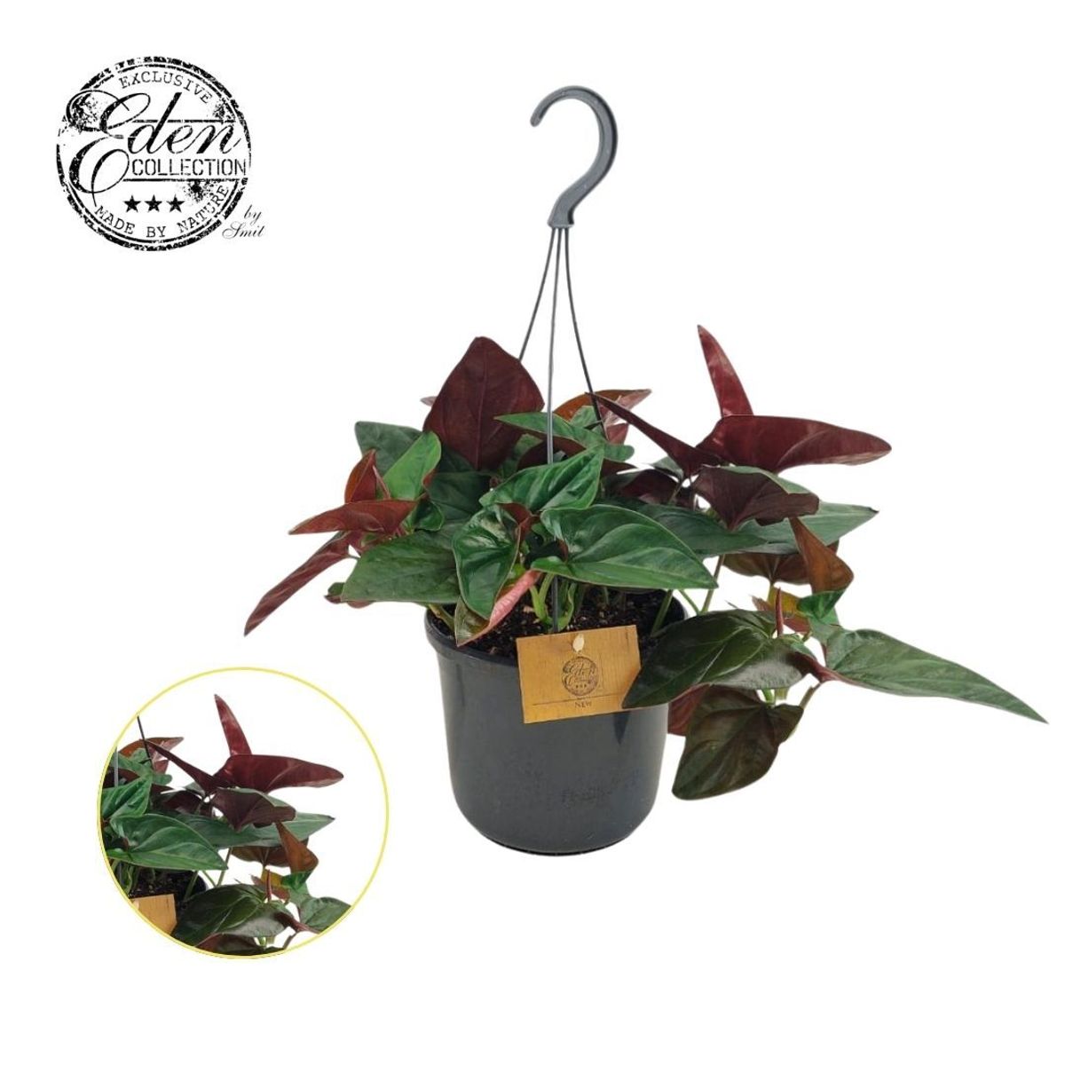 Syngonium erythrophyllum 'Red Arrow' — Plant Wholesale FlorAccess