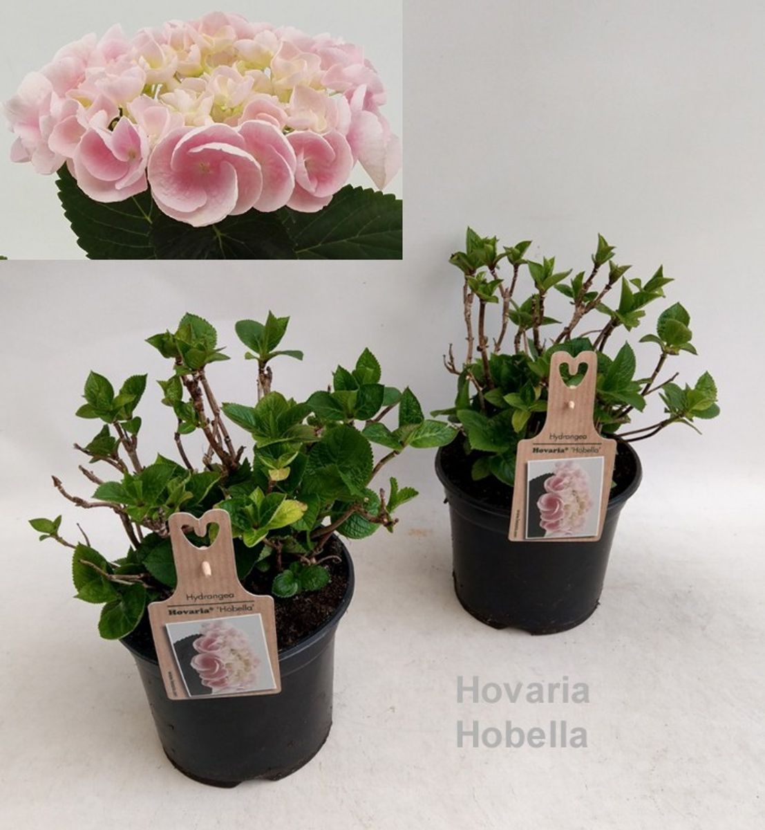 Hydrangea macrophylla HOVARIA HOBELLA — Plant Wholesale FlorAccess