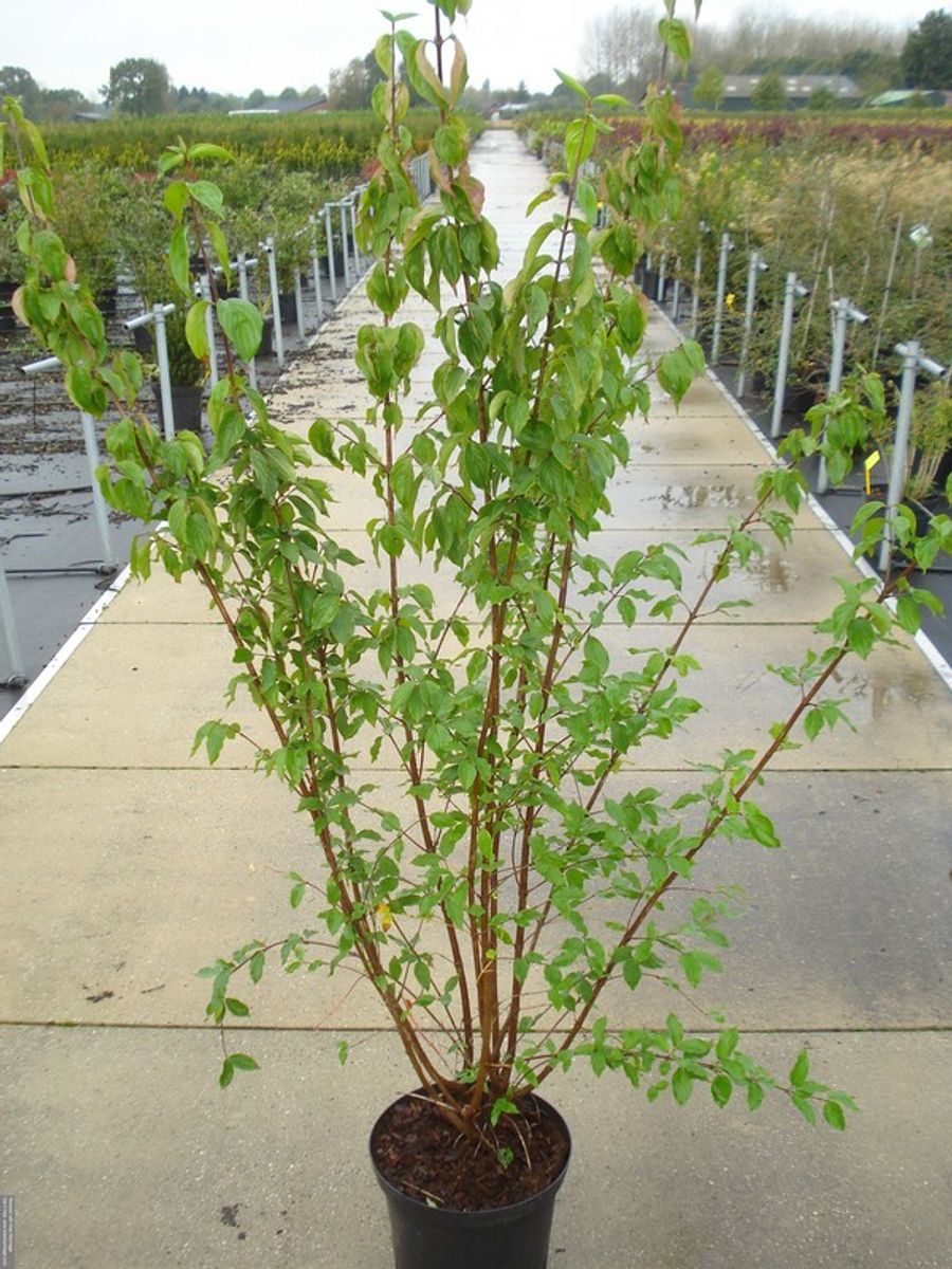 Cornus mas — Mayorista de plantas FlorAccess