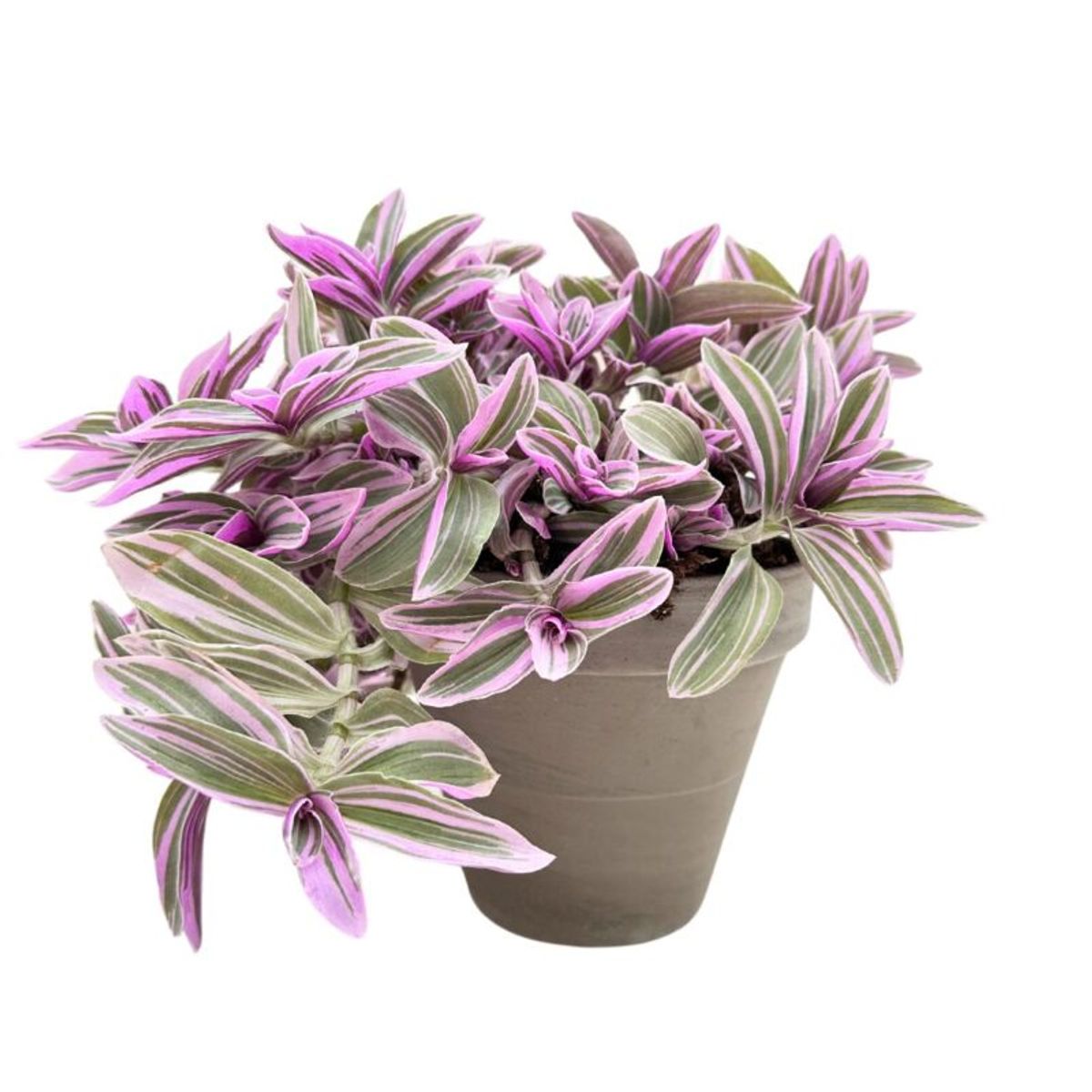 Tradescantia 'Rosa Sunrise' — Plant Wholesale FlorAccess