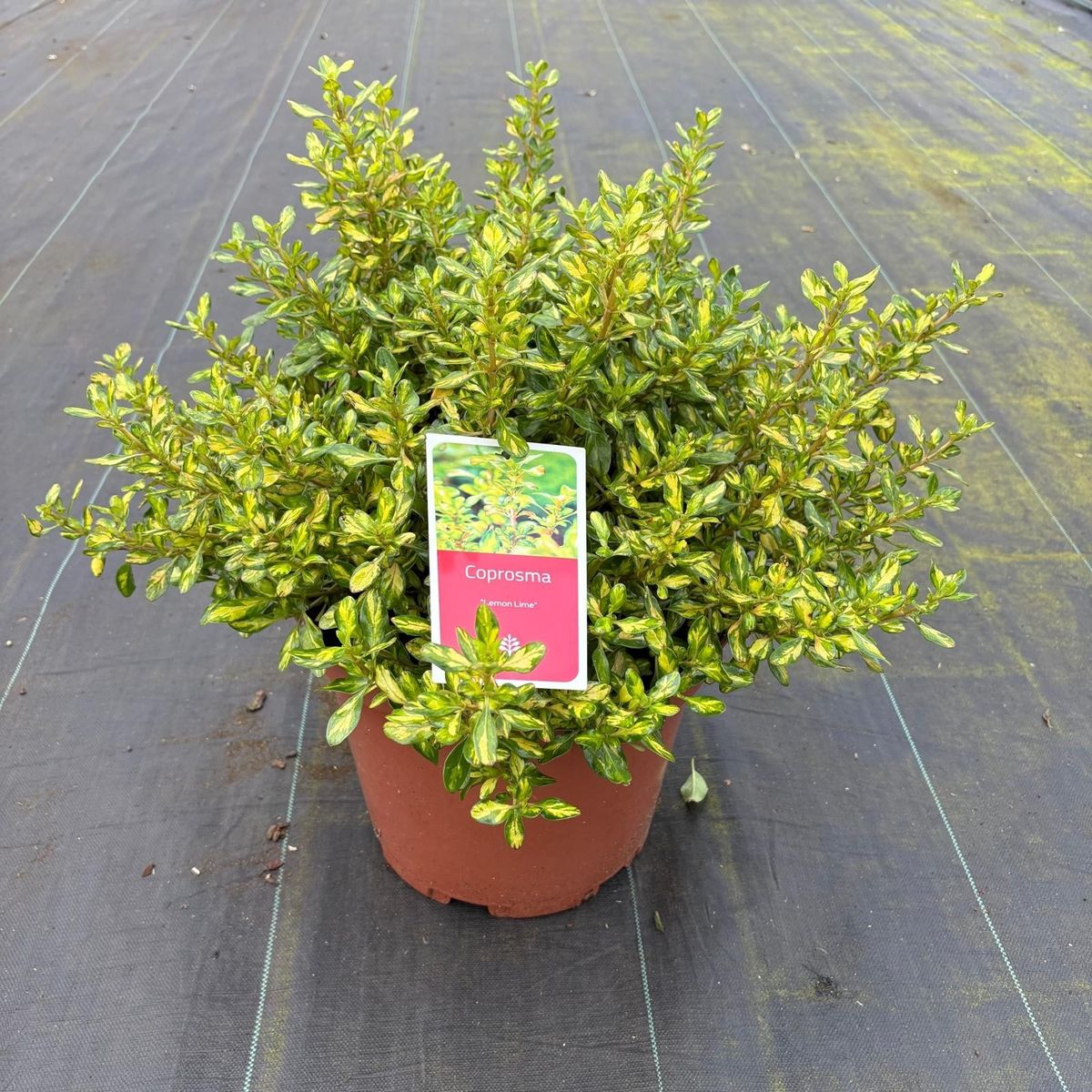 Coprosma 'Lemon and Lime' — Plant Wholesale FlorAccess